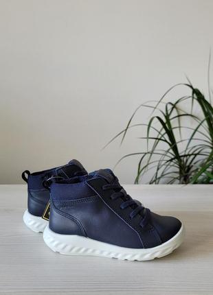 Ecco 26 store
