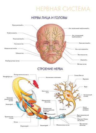 Нервная система. нервы лица и головы. строение нерва - постер — цена 34 ...